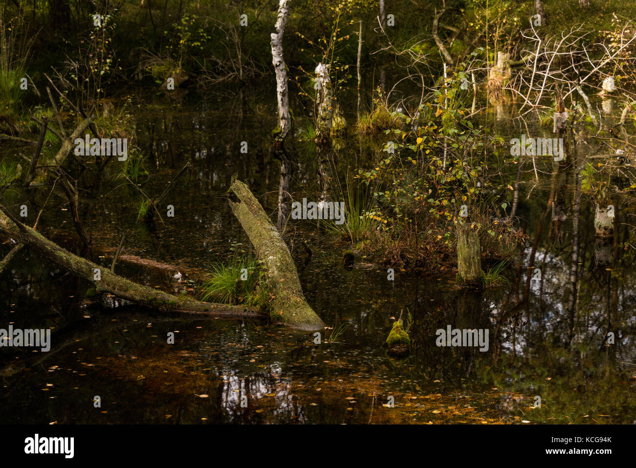 View over a swamp and bog wetland in lueneburg heath germany Stock ...