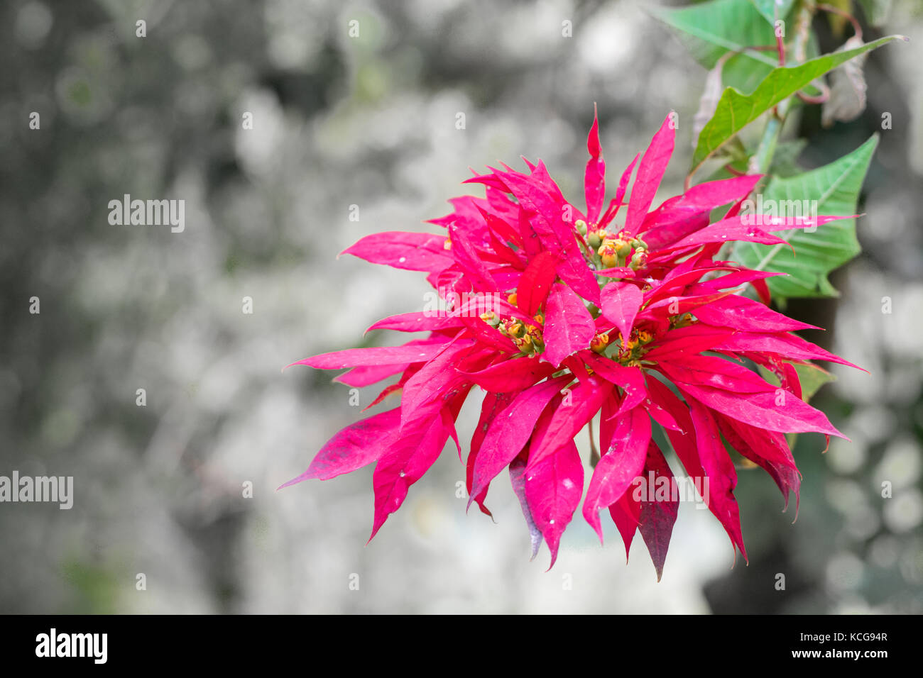 San salvador volcano hi-res stock photography and images - Alamy