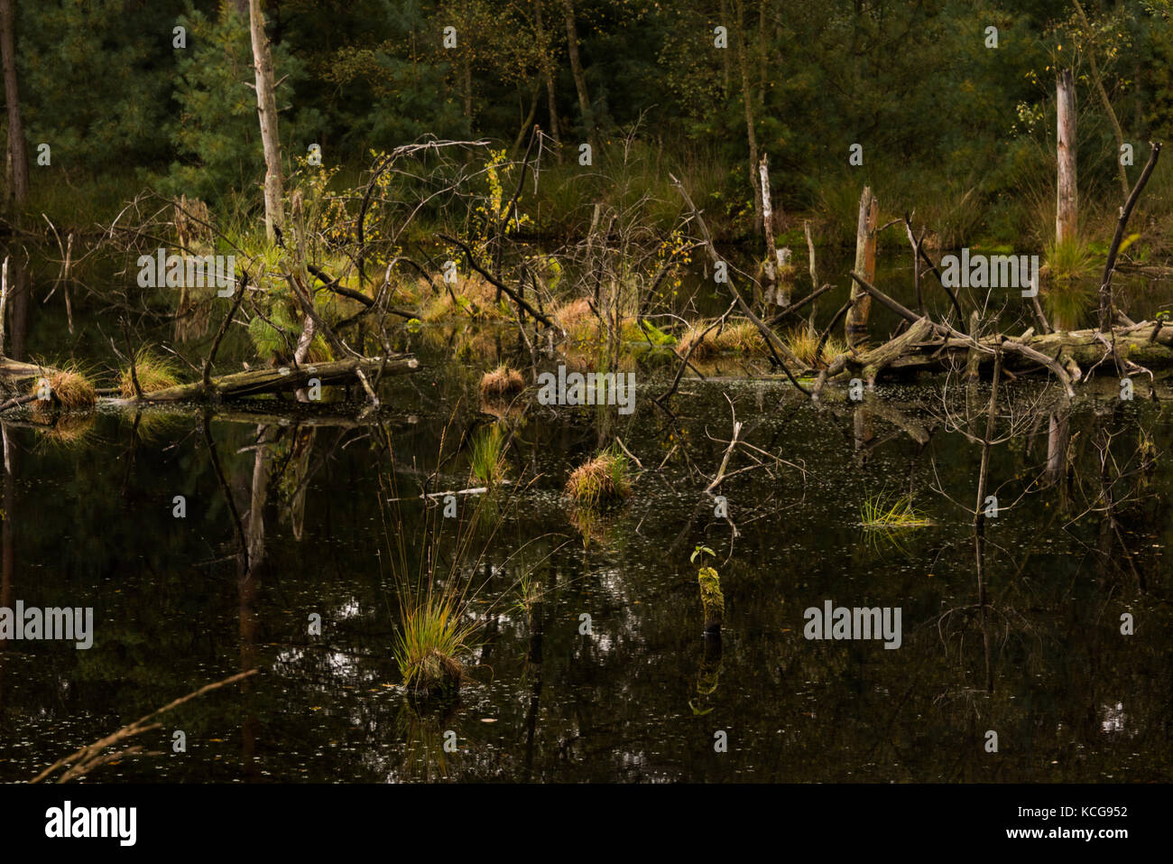 View over a swamp and bog wetland in lueneburg heath germany Stock ...