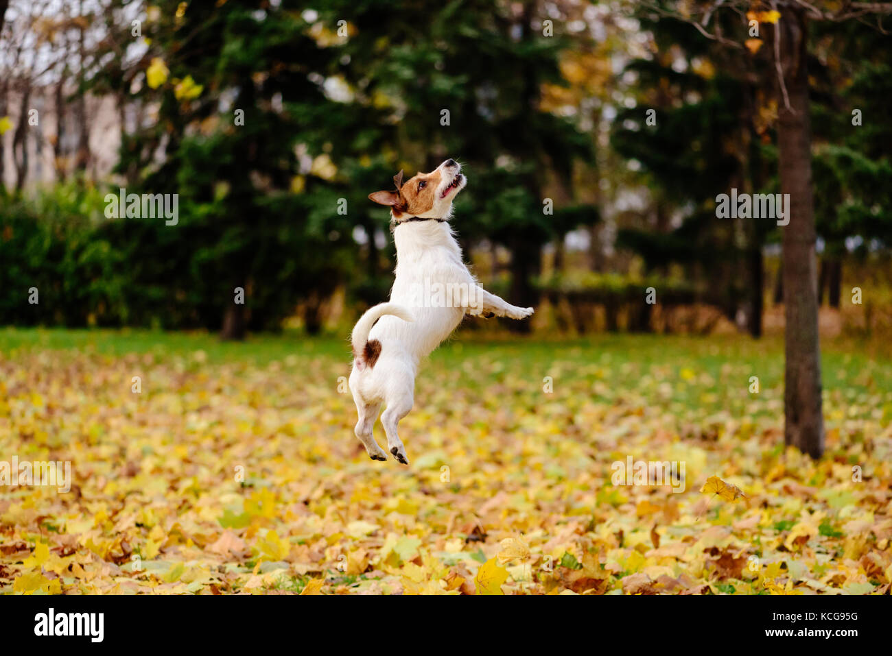 Beautiful fall (autumn) season scene with happy active dog Stock Photo ...