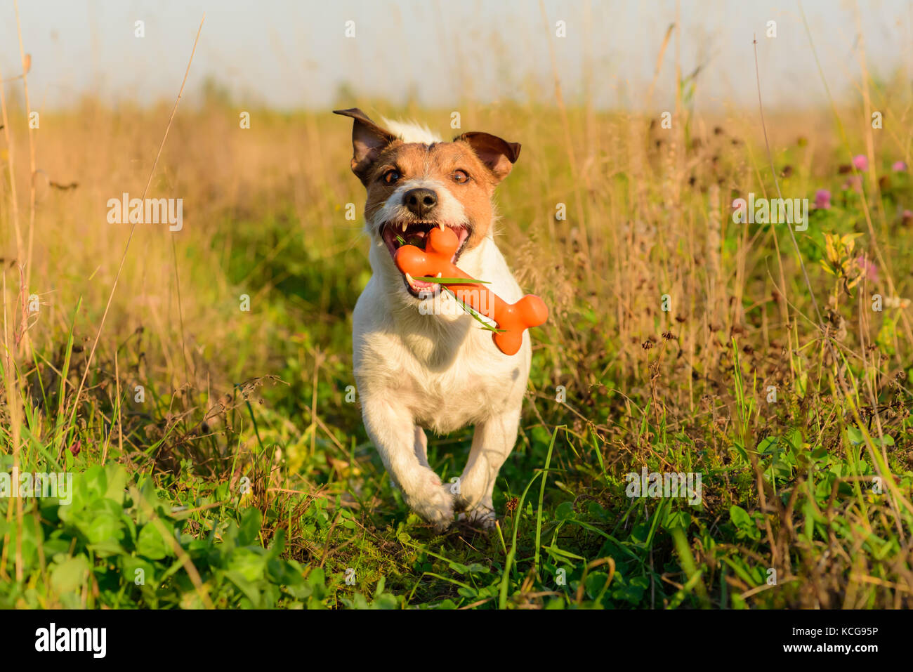 Fetching food hi-res stock photography and images - Alamy