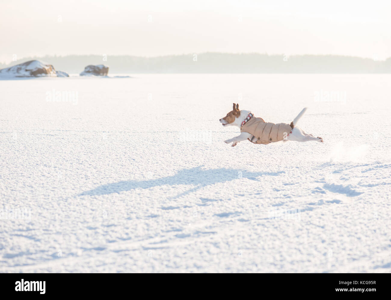 Beautiful winter landscape with dog running at foreground Stock Photo ...
