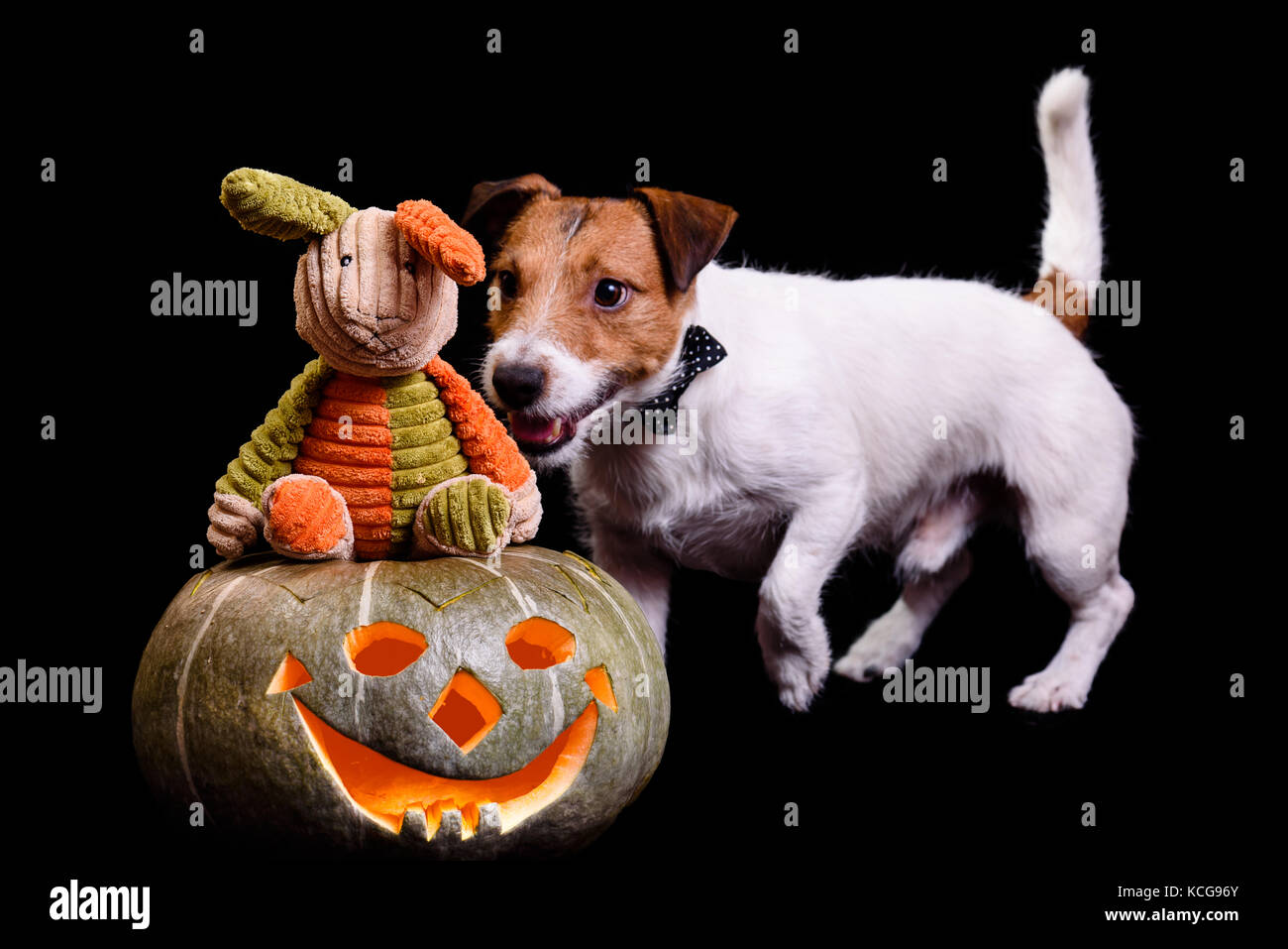 Rabbit on traditional Halloween pumpkin doesn't see danger creeping ...