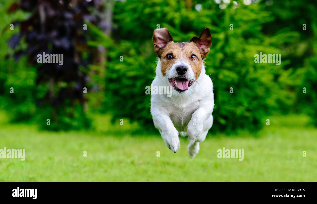 Looking straight camera forward hi-res stock photography and images - Alamy