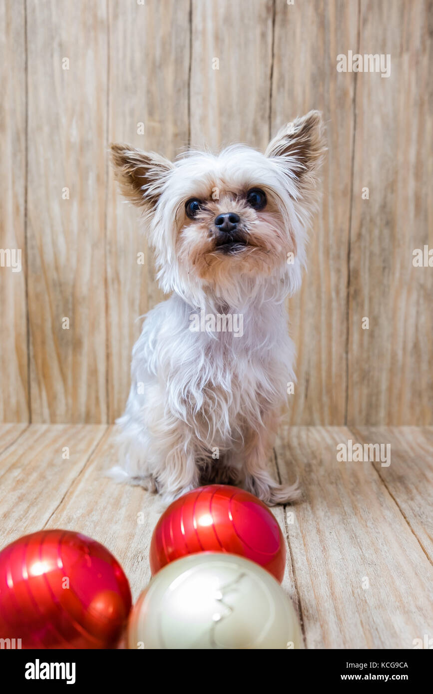 Golden yorkie hi-res stock photography and images - Alamy