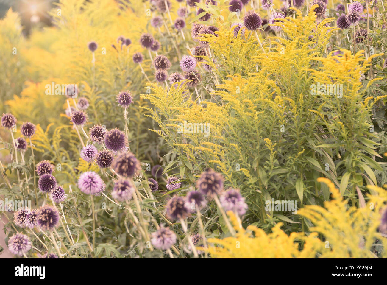 Summer Flowers in Abbey Park in Leicester Stock Photo - Alamy