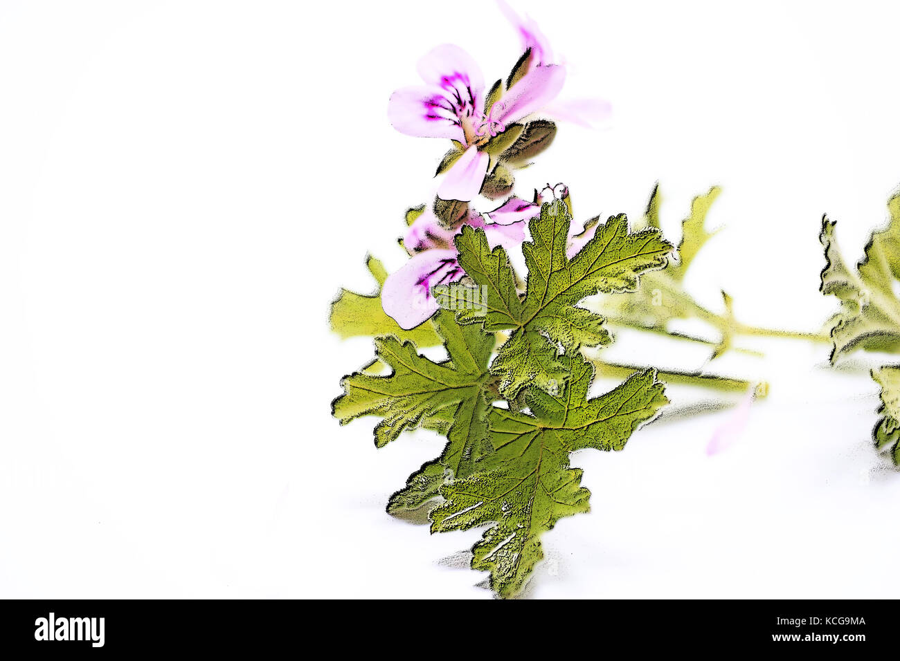 Scented geranium blossom on white background Stock Photo - Alamy