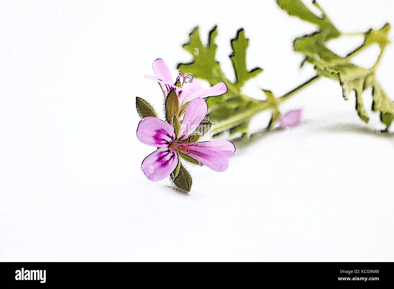 Scented geranium blossom on white background Stock Photo - Alamy
