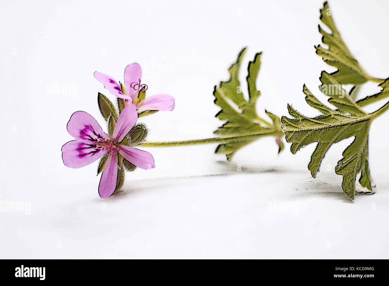 Scented geranium blossom on white background Stock Photo - Alamy