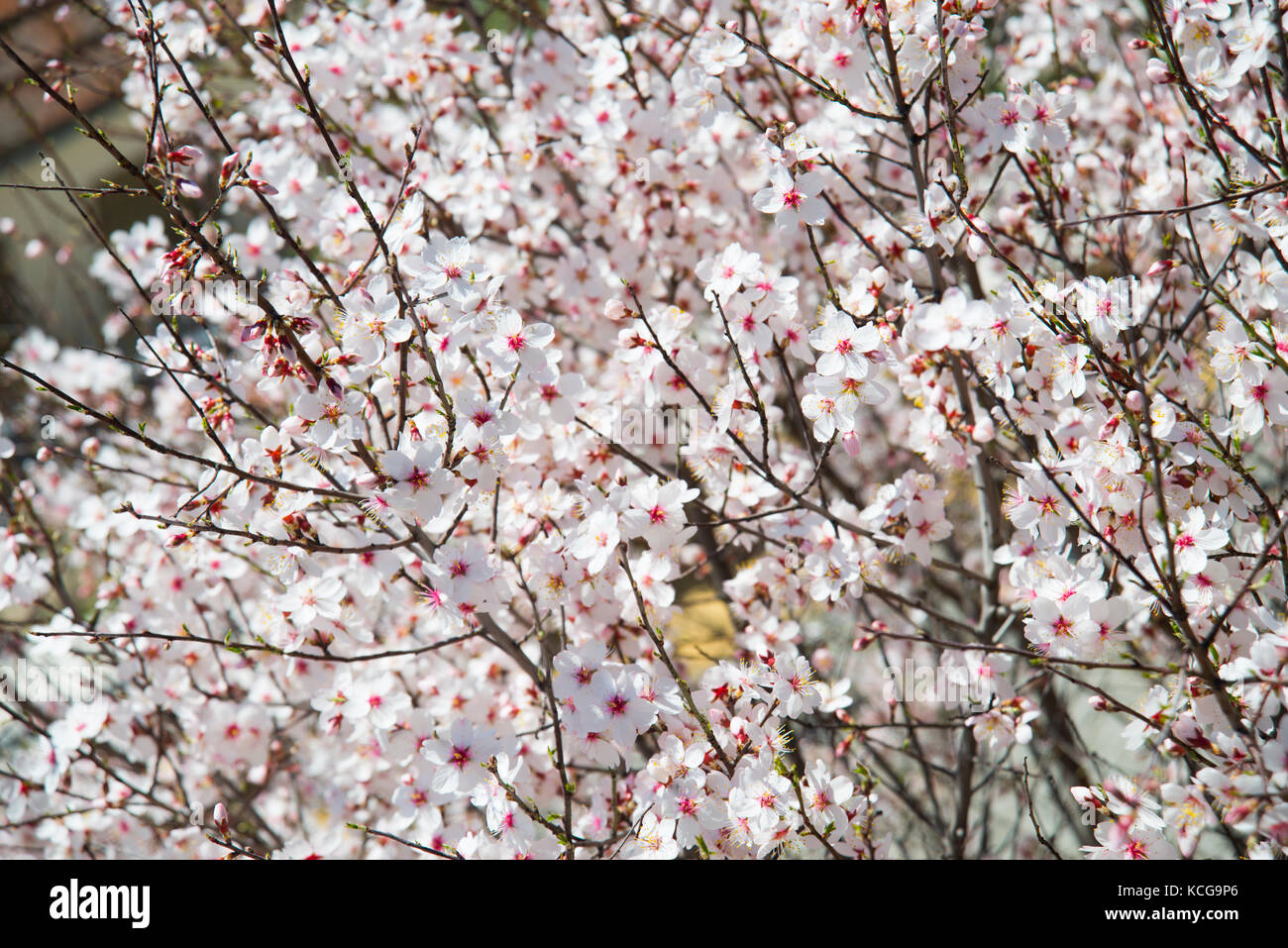 Flowered almond tree in spring Stock Photo - Alamy