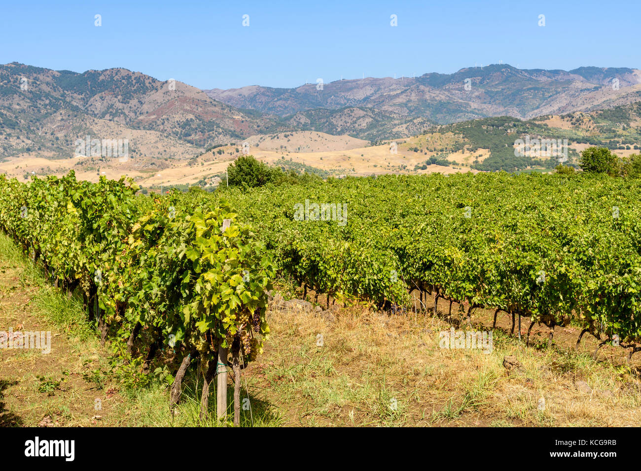 Palermo Sicily Agriculture