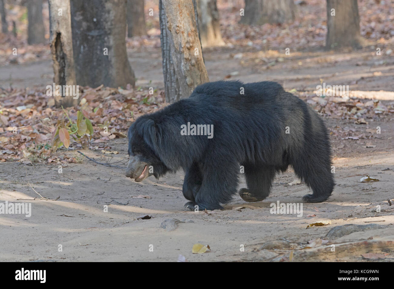 Sloth Bear in the Forest in Bandhavgarh National Park in India Stock ...