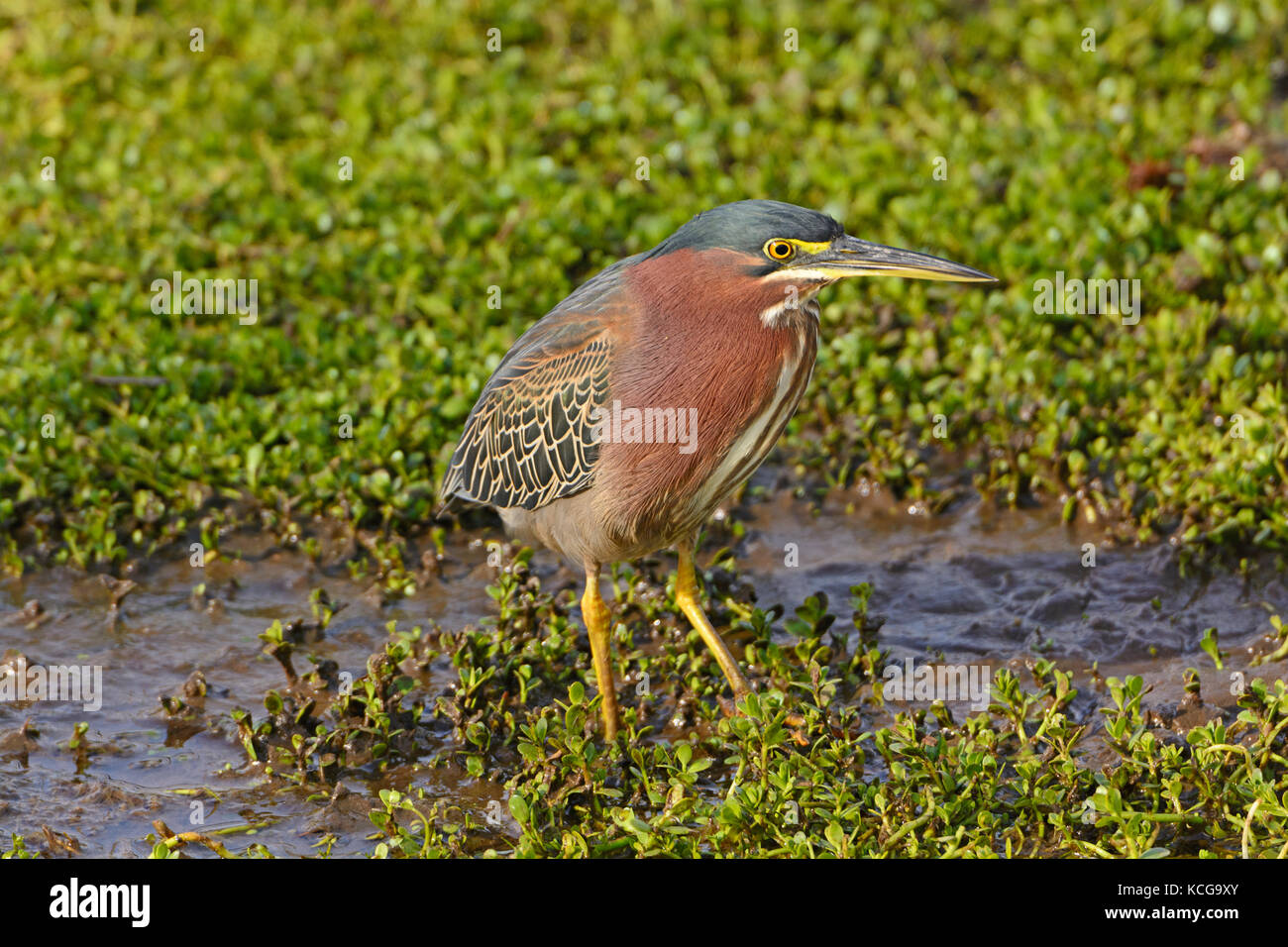 Texas gulf of mexico marsh hi-res stock photography and images - Alamy