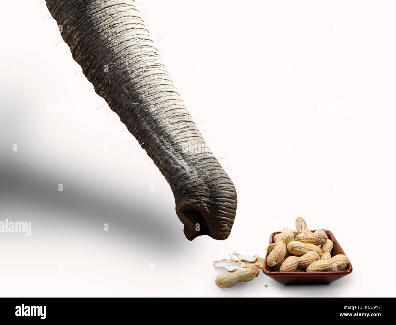 Elephant food hi-res stock photography and images - Alamy