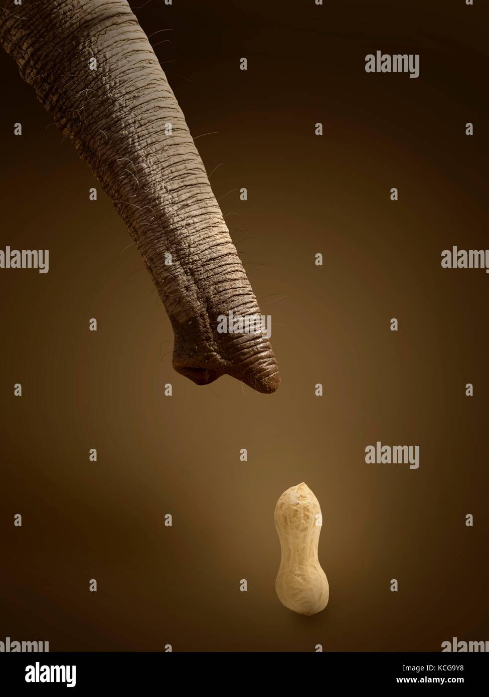 Elephant food hi-res stock photography and images - Alamy