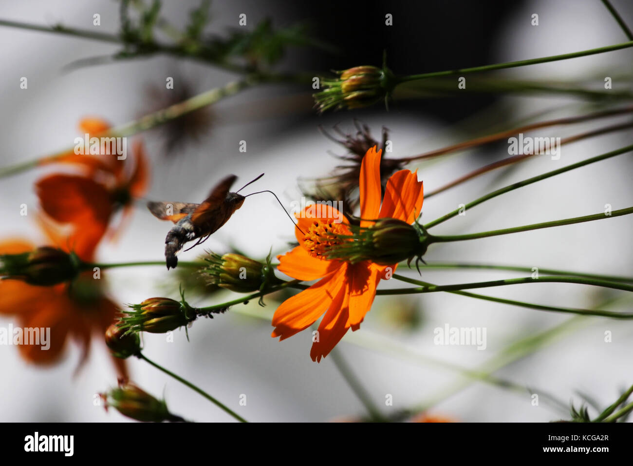 Sphingidae, known as bee Hawk-moth, enjoying the nectar of a orange ...