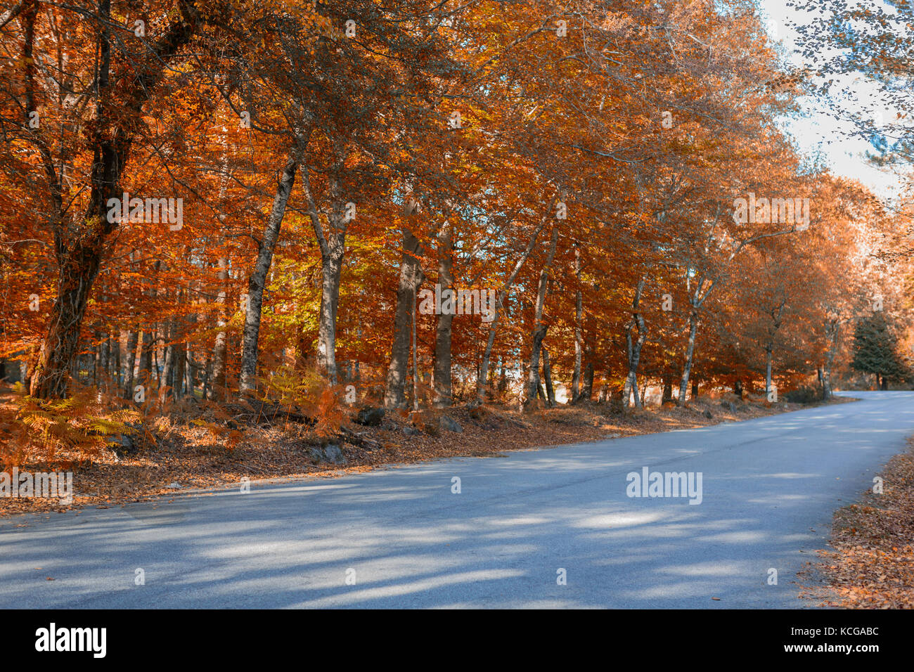 Autumn forest at Mata da Albergaria, Geres National Park, Portugal ...