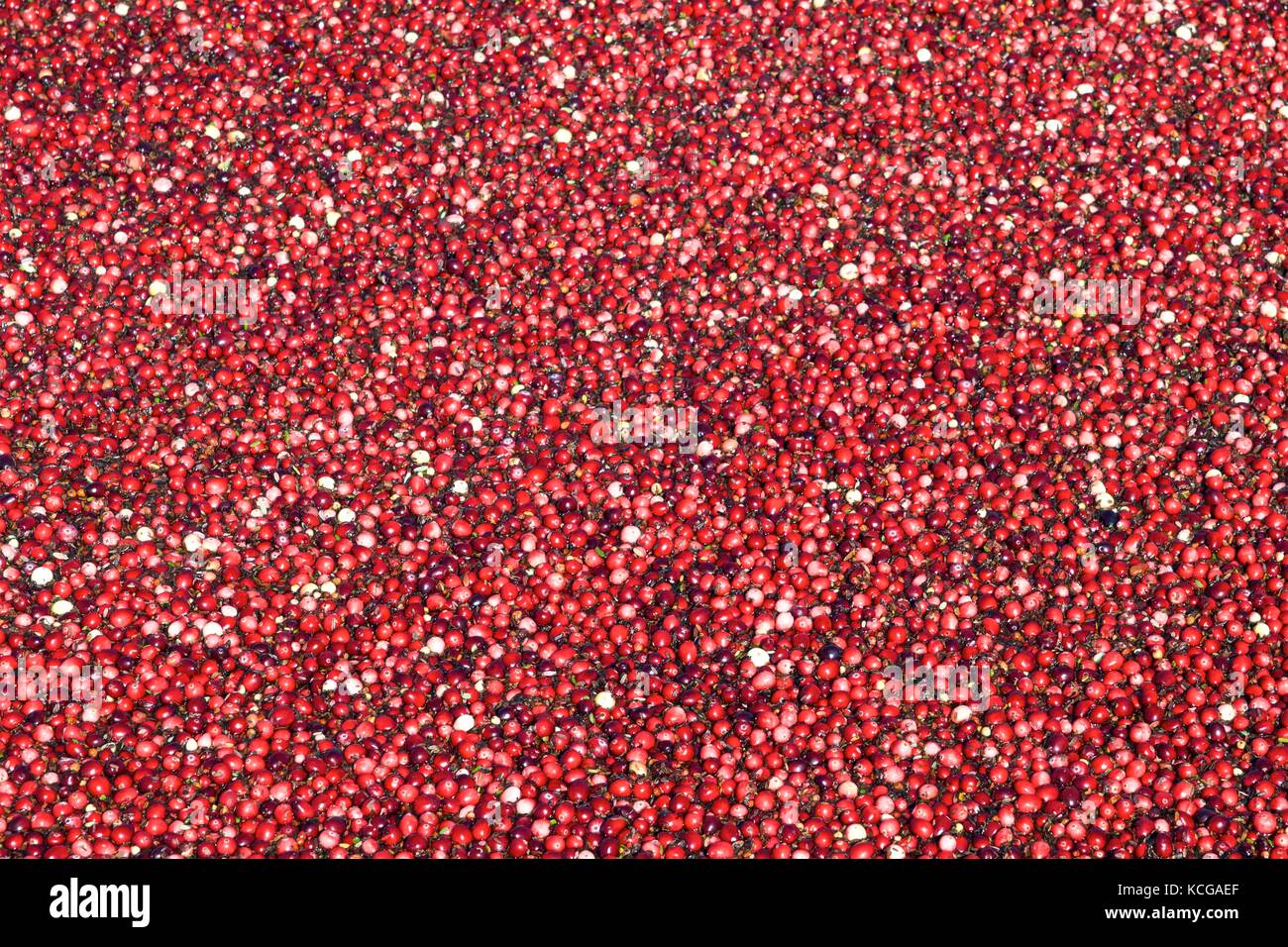 A sea of crimson red cranberries in a flooded cranberry bog. Harvest ...