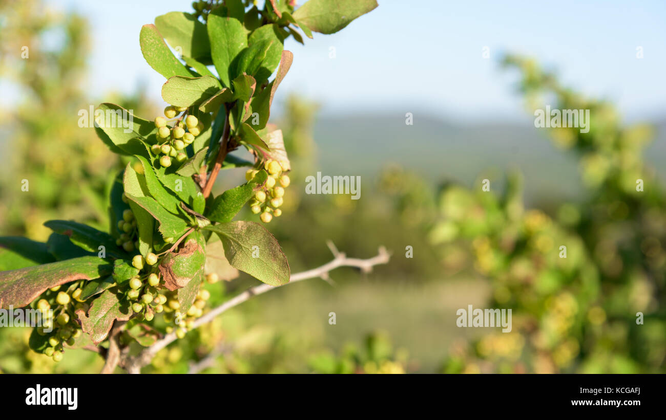 Tree seeds closeup Stock Photo - Alamy