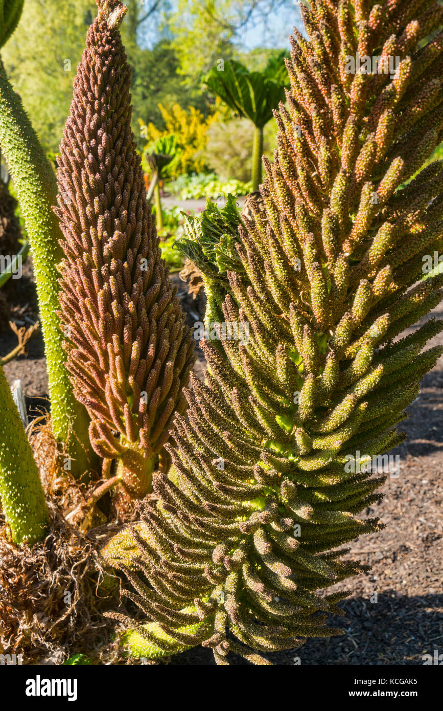 Ornamental Rhubarb, Edinburgh Botanic Gardens, Scotland, UK Stock Photo ...