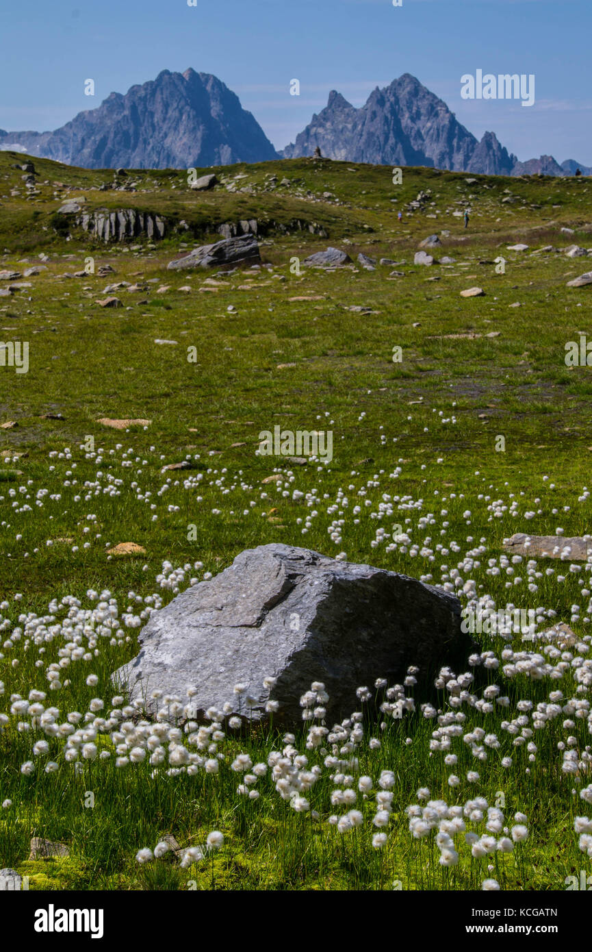 French alps moss hi-res stock photography and images - Alamy