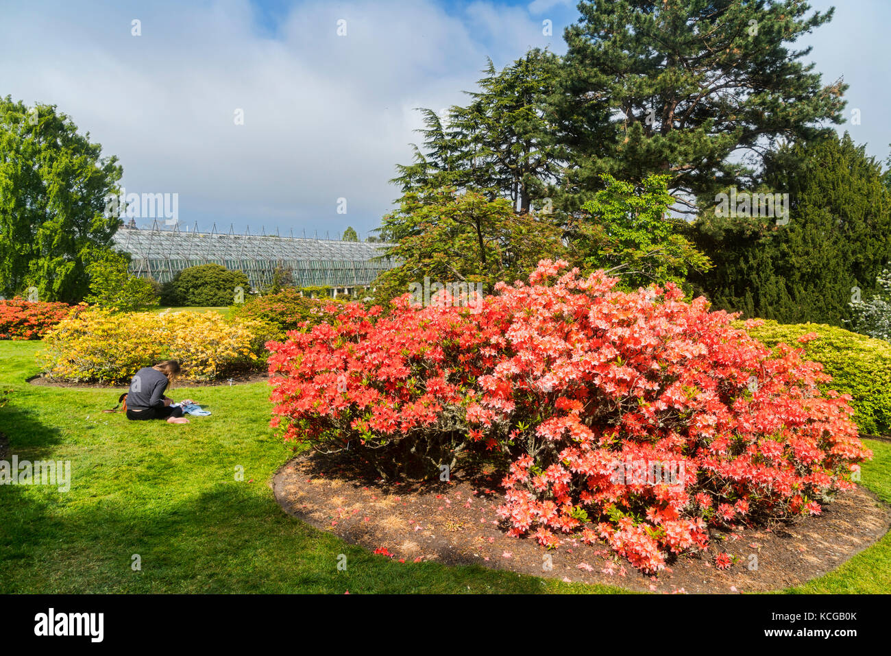 Edinburgh Botanic Gardens, rhododendrons and azaleas, Scotland, UK ...