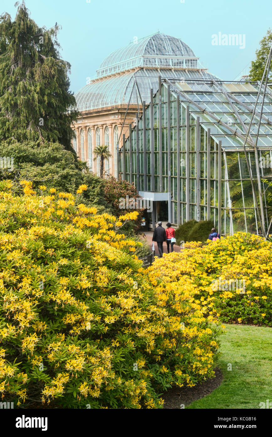 Edinburgh Botanic Gardens, rhododendrons and azaleas, Scotland, UK ...