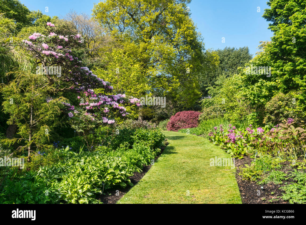 Edinburgh Botanic Gardens, rhododendrons and azaleas, Scotland, UK ...