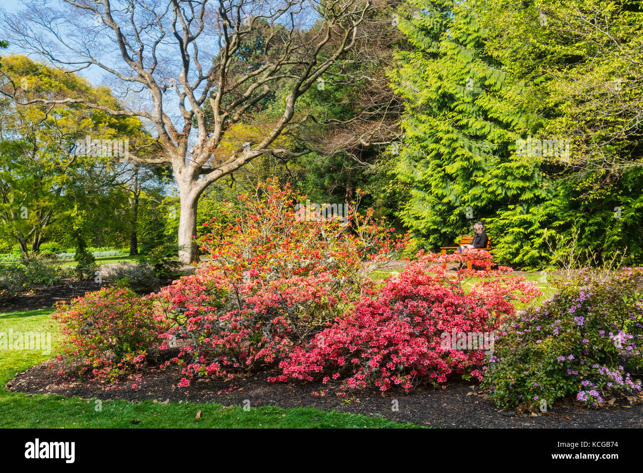 Edinburgh Botanic Gardens, rhododendrons and azaleas, Scotland, UK ...