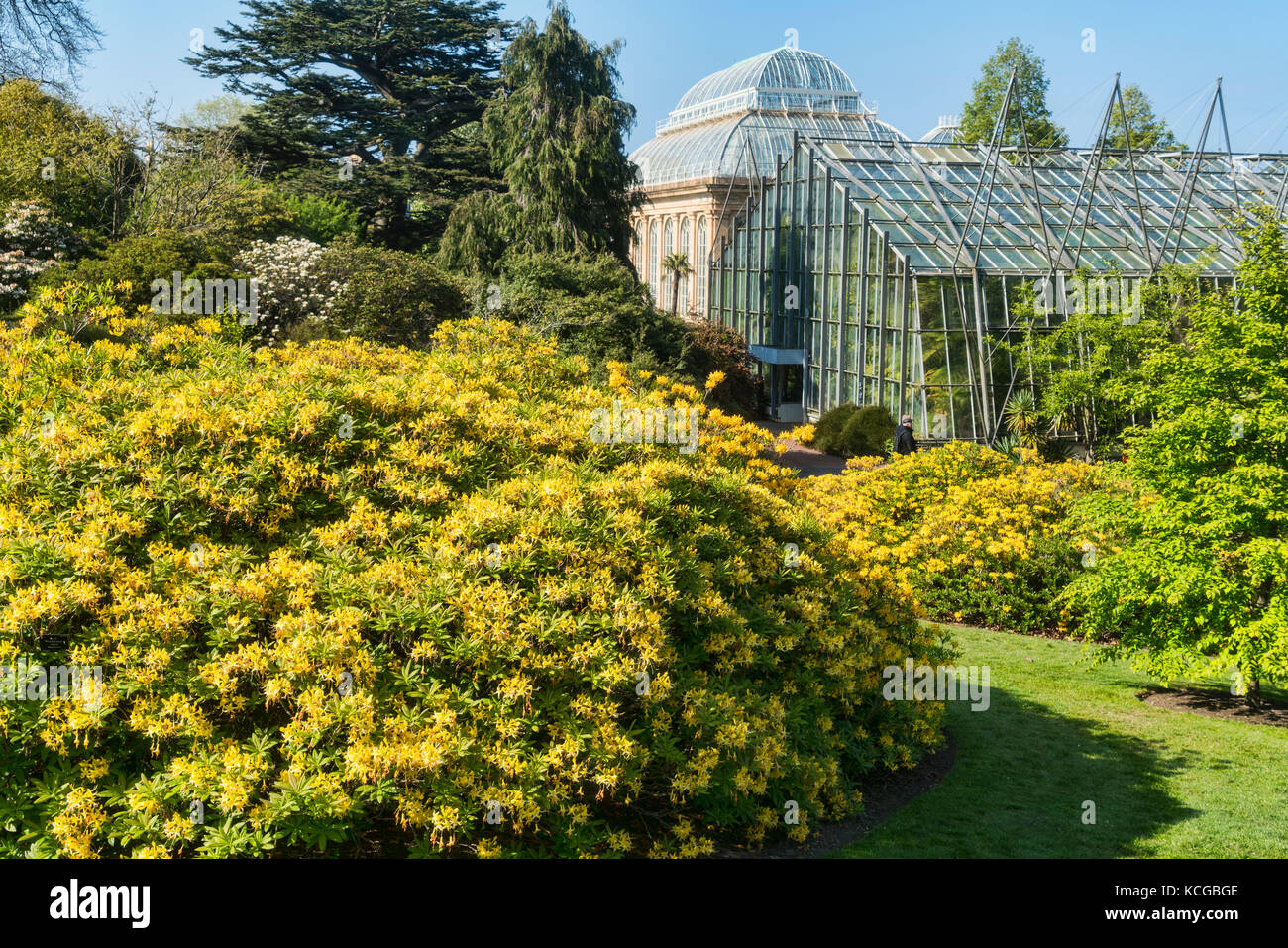 Edinburgh Botanic Gardens, rhododendrons and azaleas, Scotland, UK ...