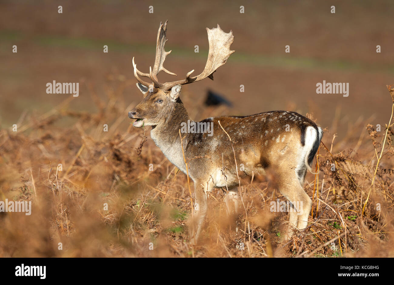 White fallow deer uk hi-res stock photography and images - Alamy