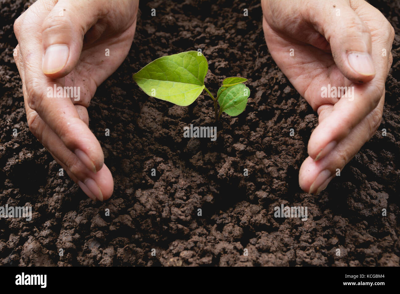 Human hands protecting green small plant life concept.Ecology concept ...