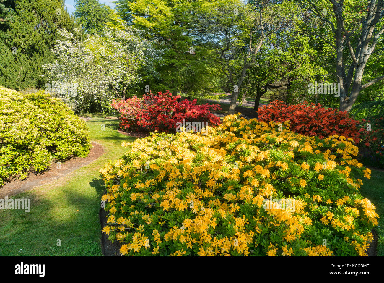 Edinburgh Botanic Gardens, rhododendrons and azaleas, Scotland, UK ...