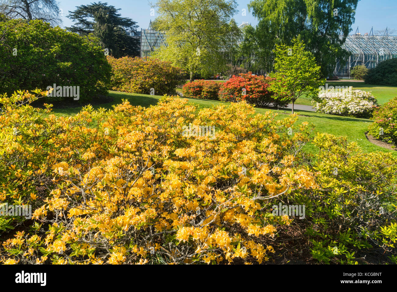 Edinburgh Botanic Gardens, rhododendrons and azaleas, Scotland, UK ...