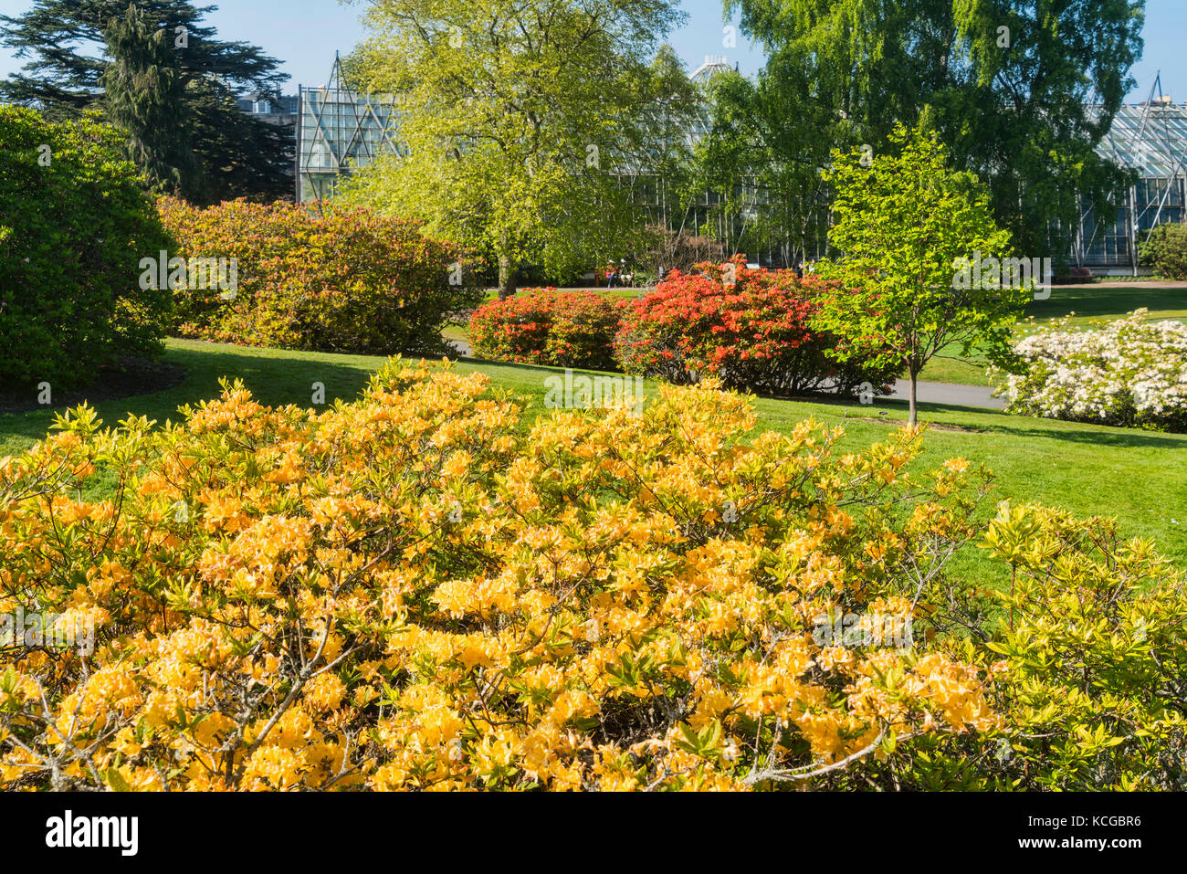 Edinburgh Botanic Gardens, rhododendrons and azaleas, Scotland, UK ...