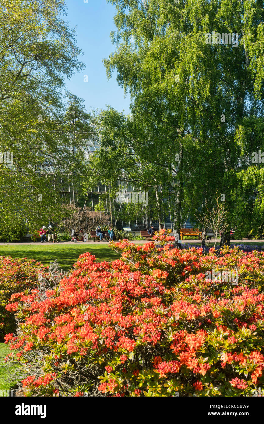 Edinburgh Botanic Gardens, rhododendrons and azaleas, Scotland, UK ...