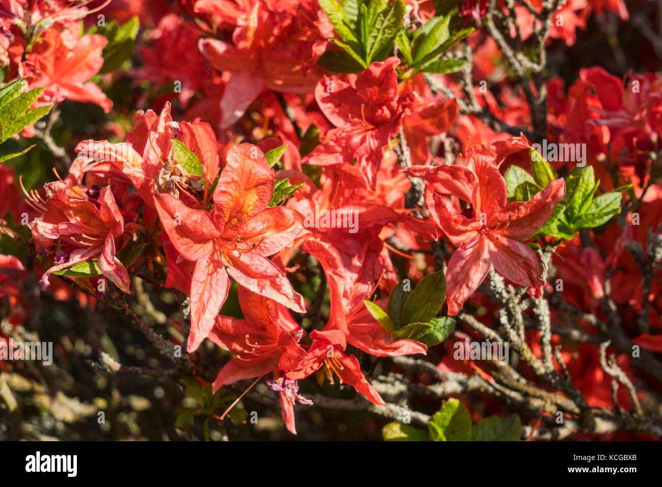 Edinburgh Botanic Gardens, azaleas, Scotland, UK Stock Photo - Alamy