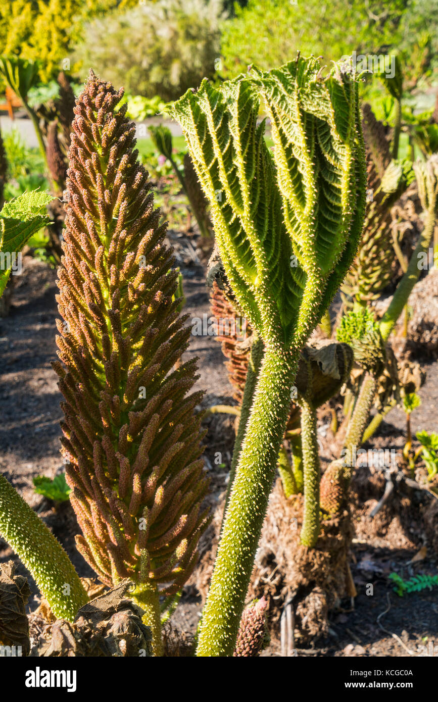 Ornamental rhubarb hi-res stock photography and images - Alamy
