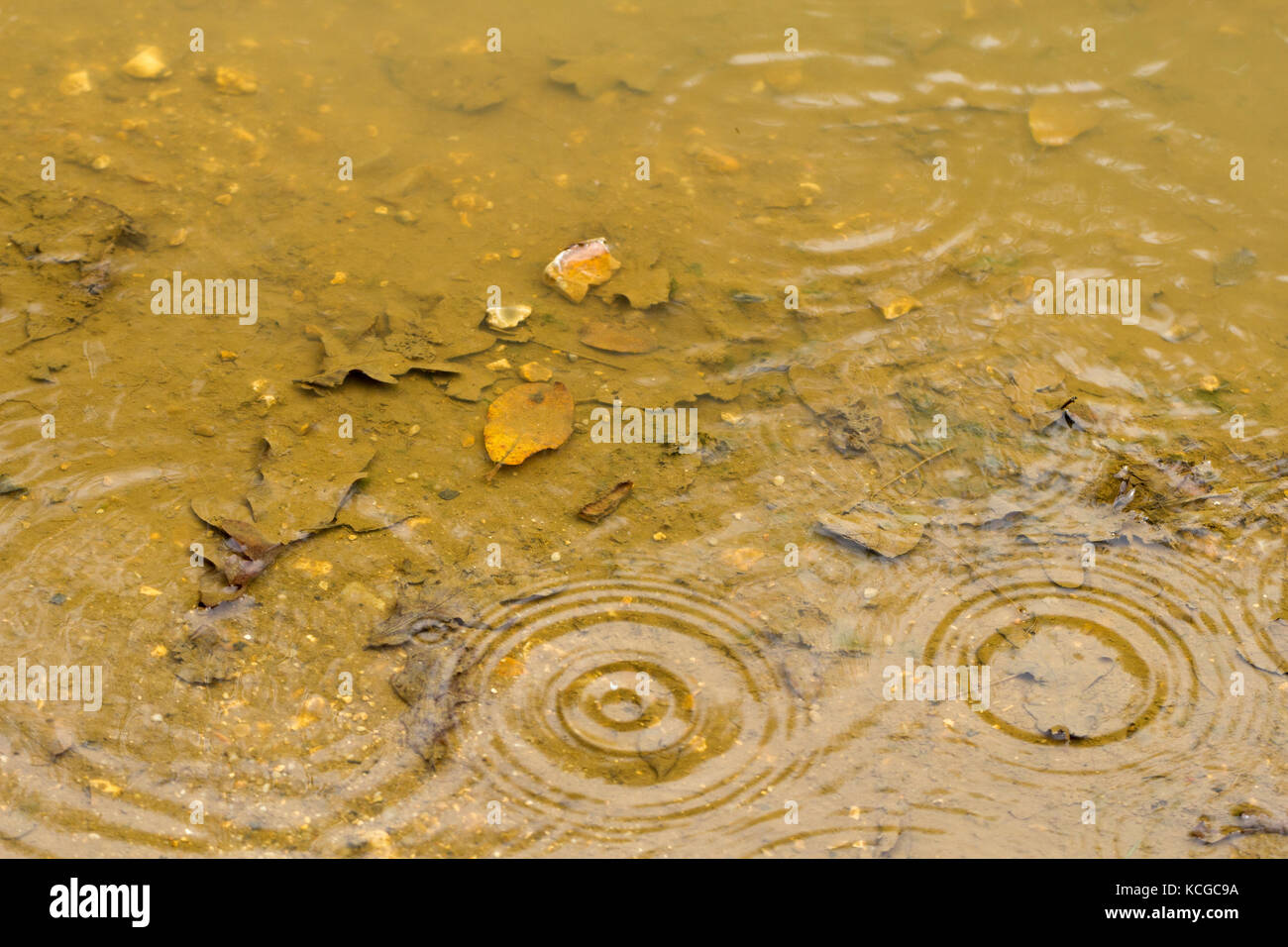 Raindrops falling in a puddle Stock Photo - Alamy