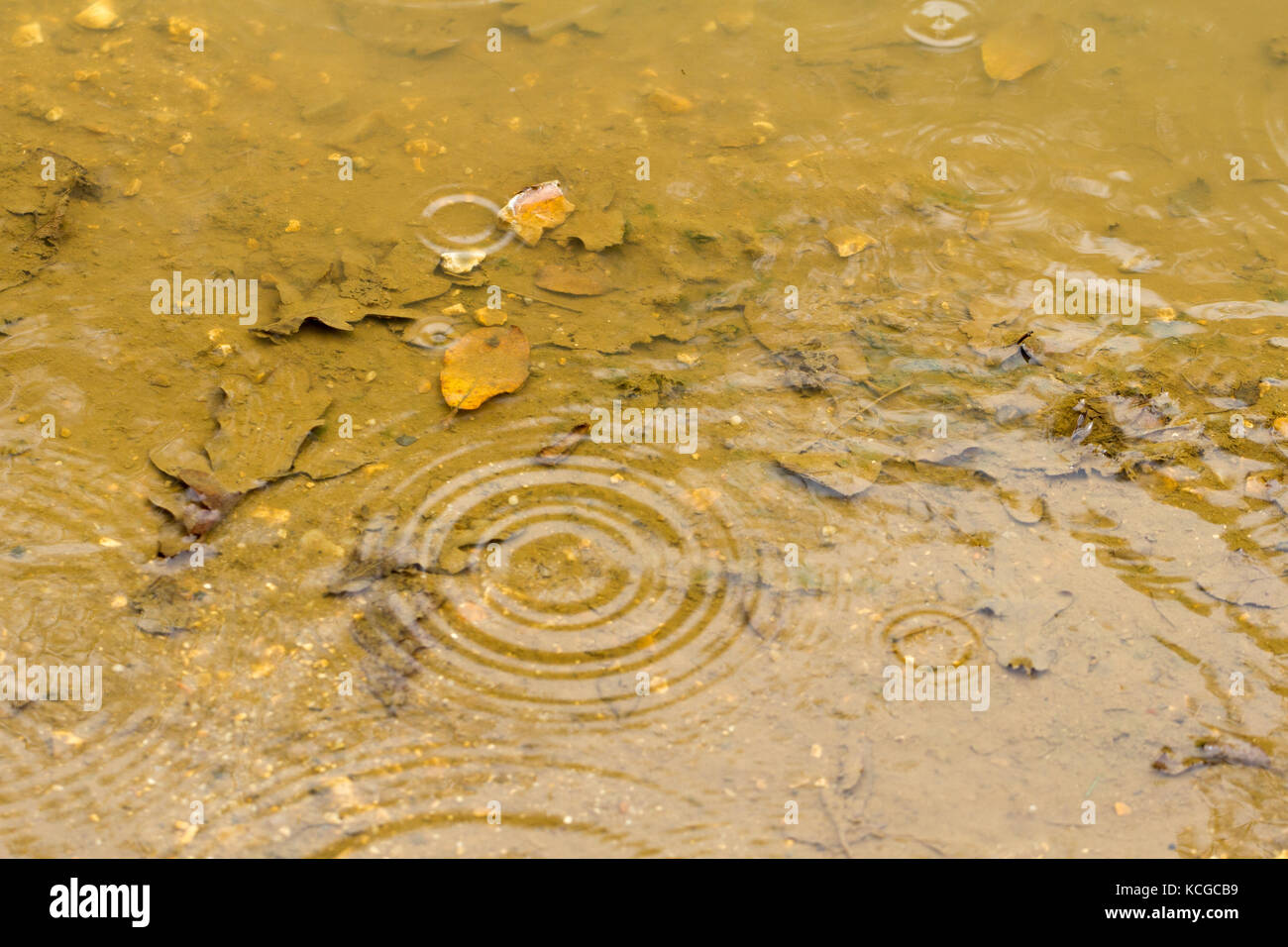 Raindrops falling in a puddle Stock Photo - Alamy
