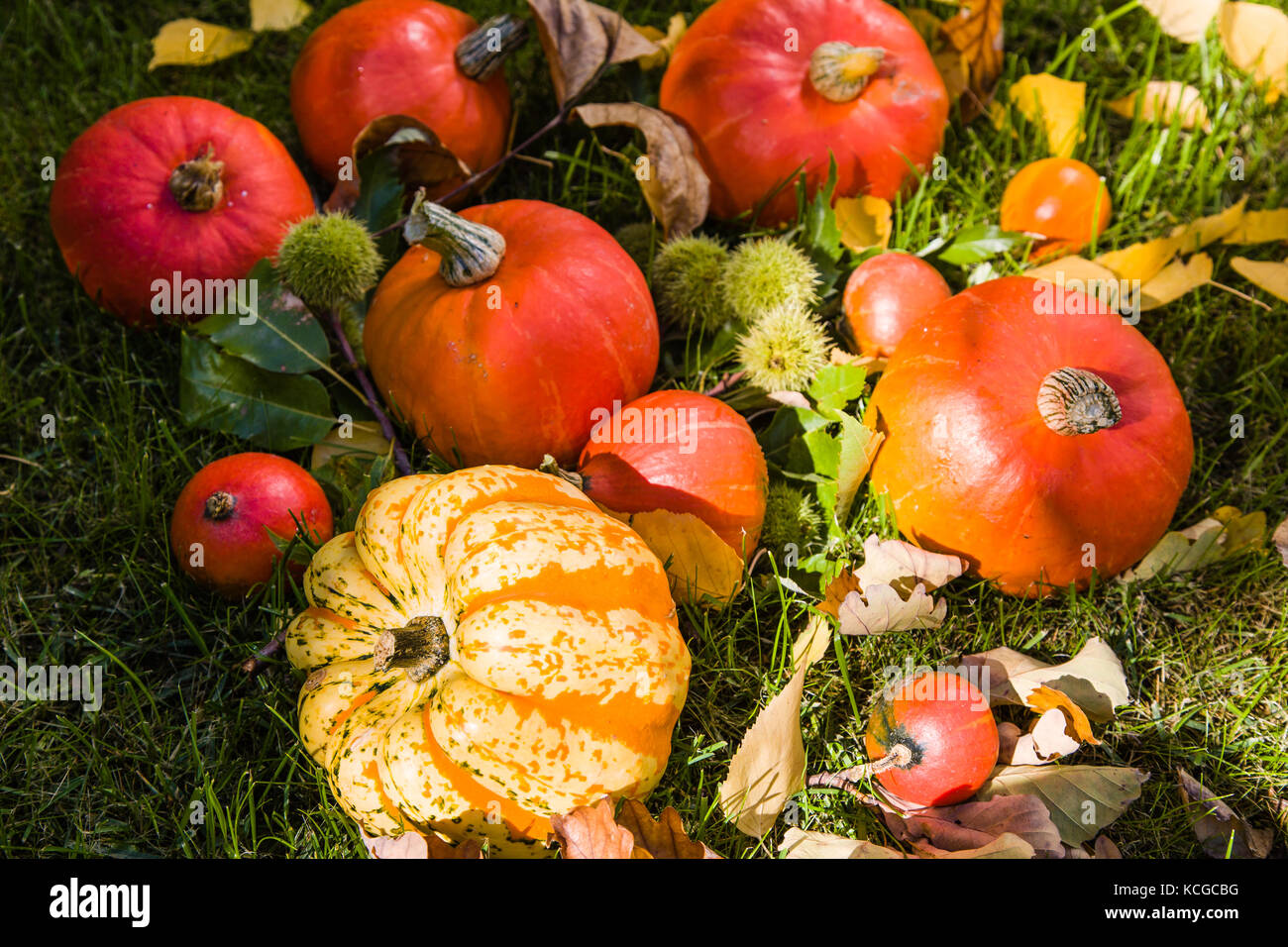 Pumpkin full of beautiful fall colors. Home production photographed in ...