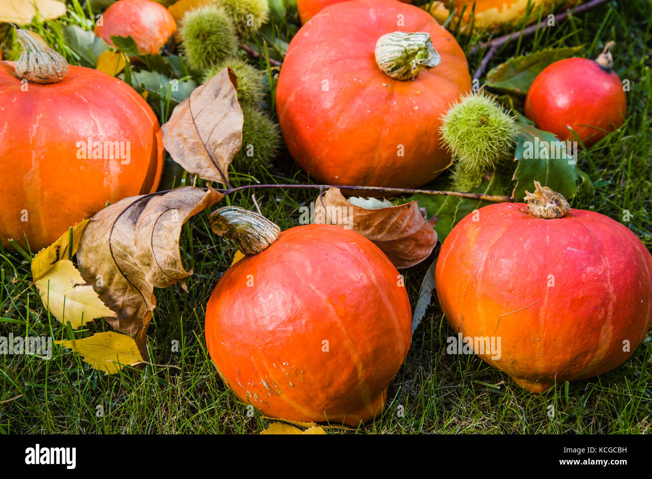 Pumpkin full of beautiful fall colors. Home production photographed in ...