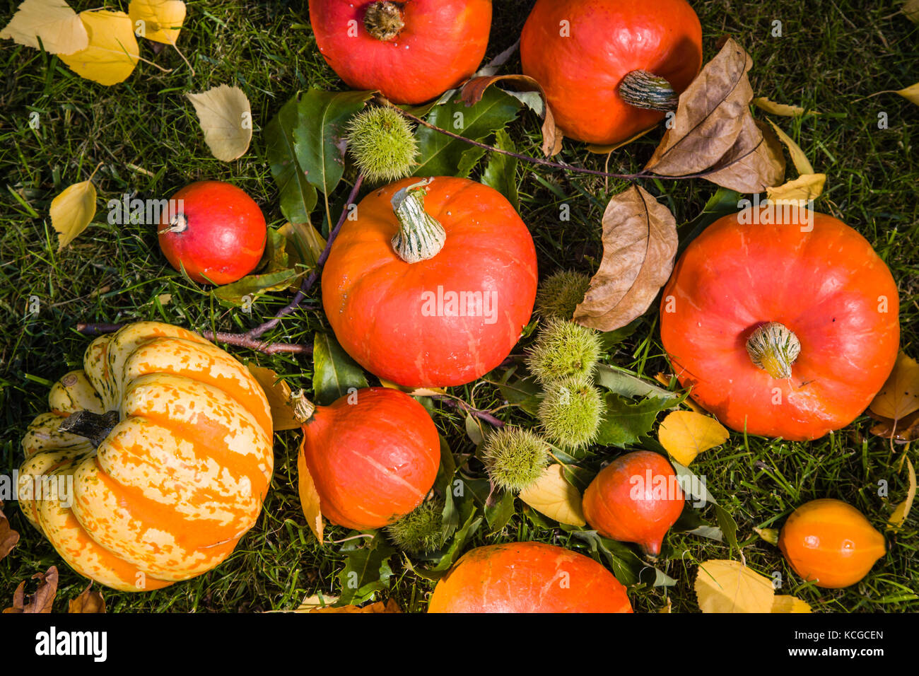 Pumpkin full of beautiful fall colors. Home production photographed in ...