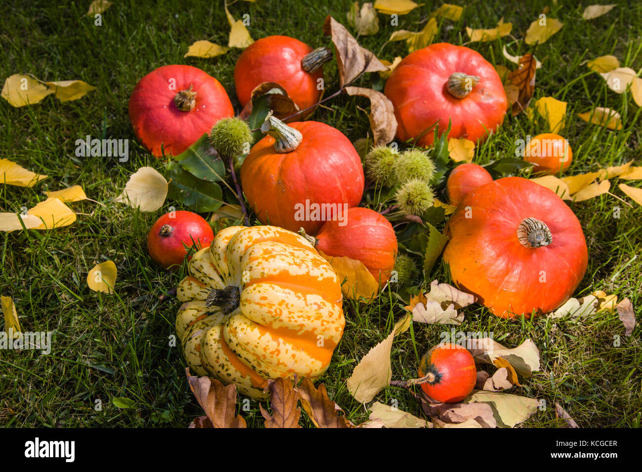Pumpkin full of beautiful fall colors. Home production photographed in ...