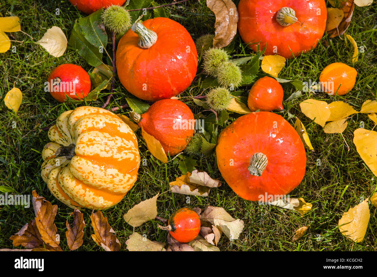 Pumpkin full of beautiful fall colors. Home production photographed in ...