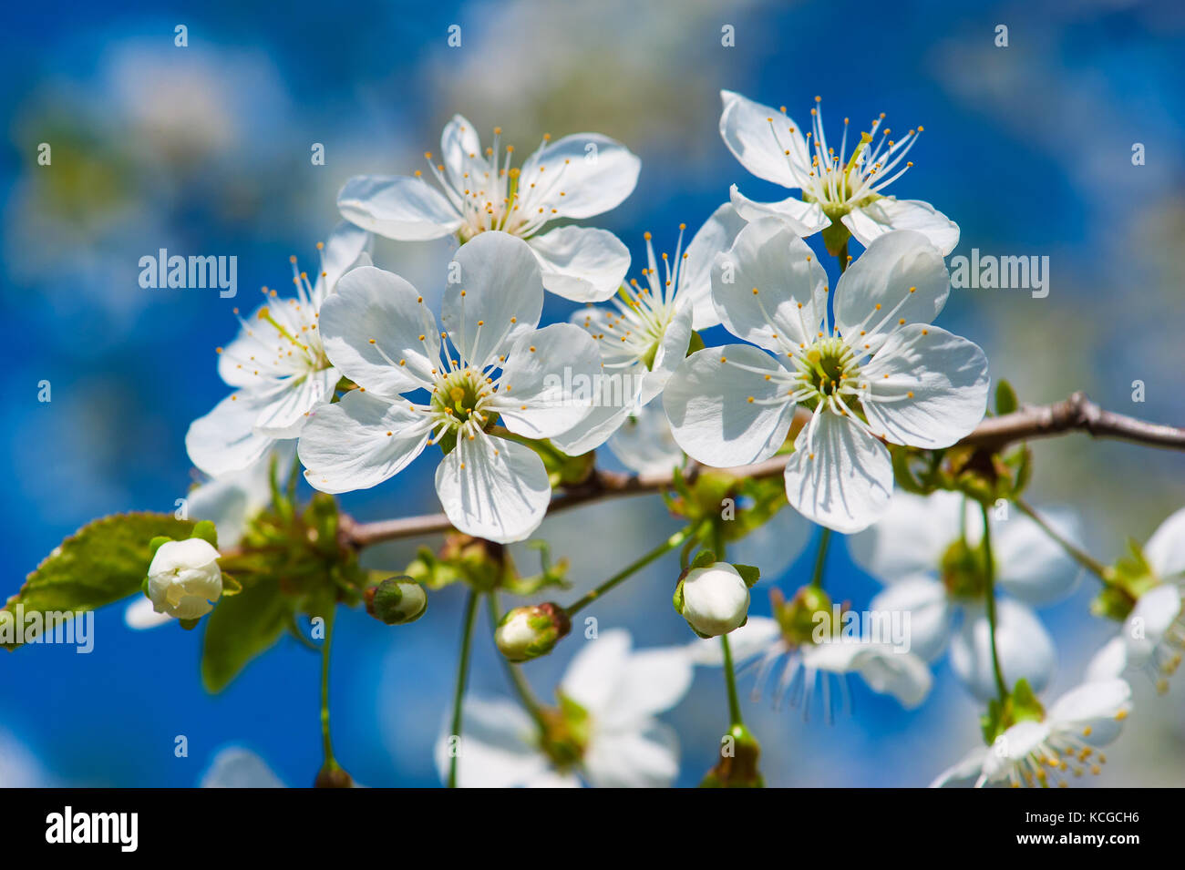 Cherry spring flowers Stock Photo - Alamy