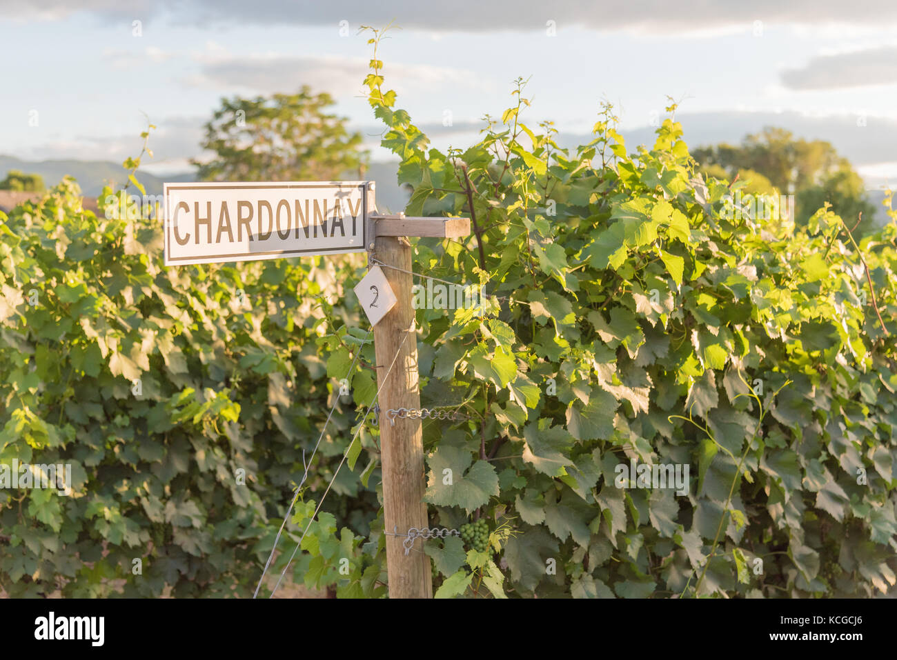 Signpost Chardonnay Grapevines in a Vineyard at Sunset Stock Photo - Alamy