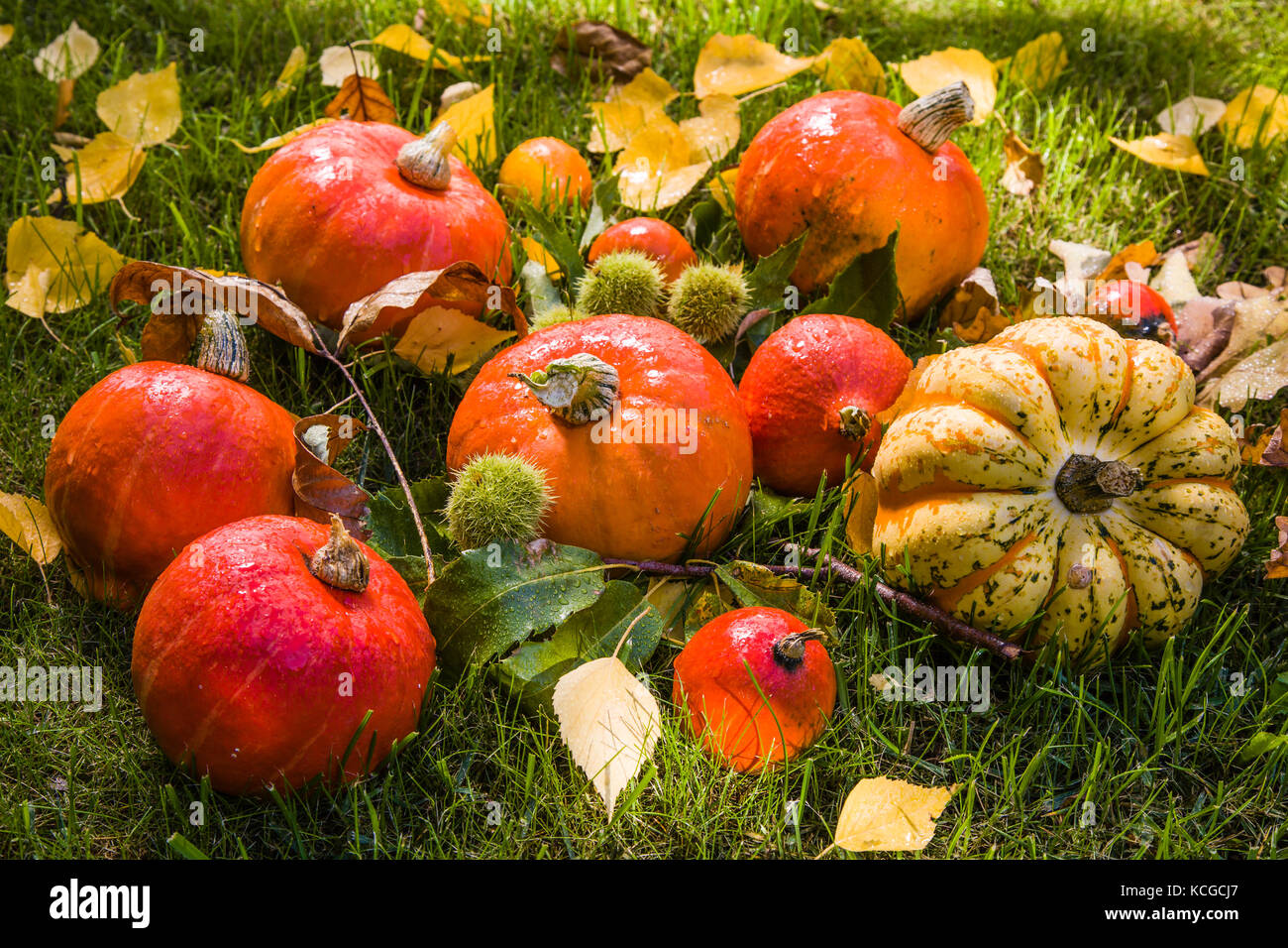 Pumpkin full of beautiful fall colors. Home production photographed in ...