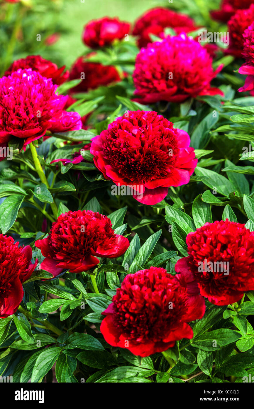 Red peonies hi-res stock photography and images - Alamy