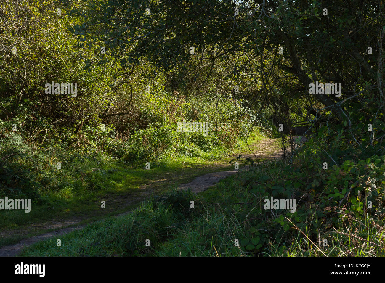 Pathway leading into woodland, Turbary Common Nature Reserve, Dorset ...